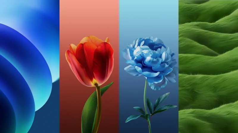 Color Os New Wallpaper